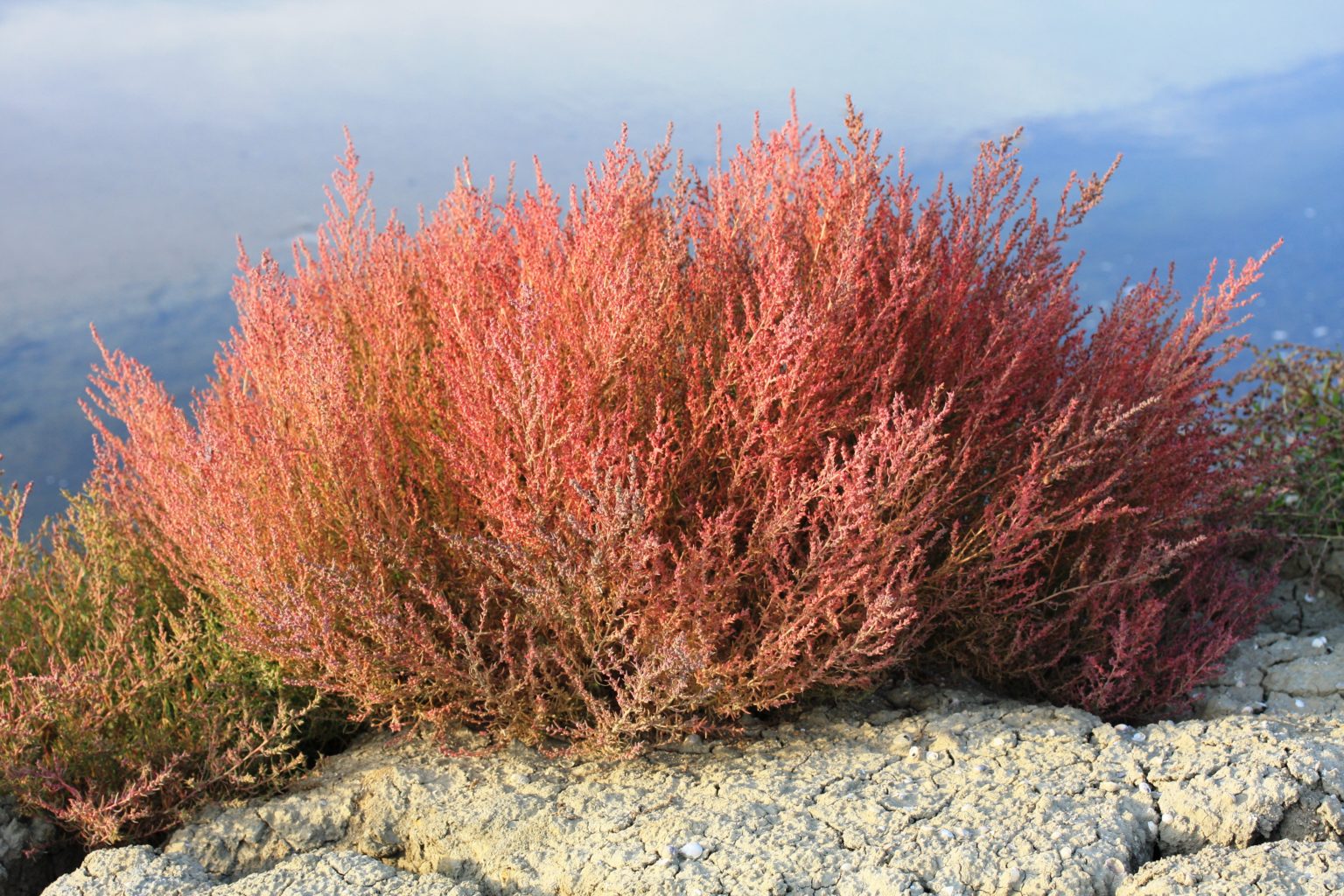 Herbaceous seepweed (Suaeda maritima) - BUTMUZ